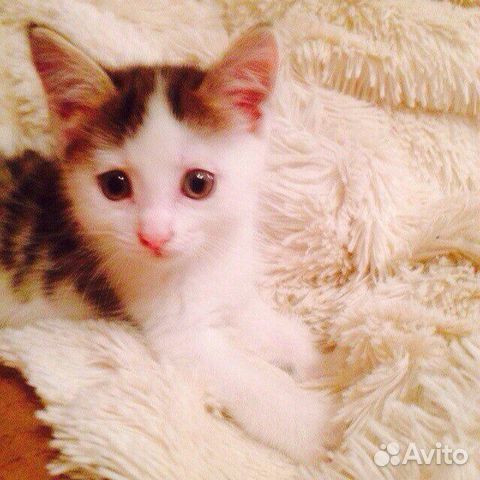 Чудесный котёнок в добрые руки