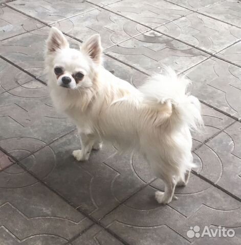 Кобель белый для продолжения рода