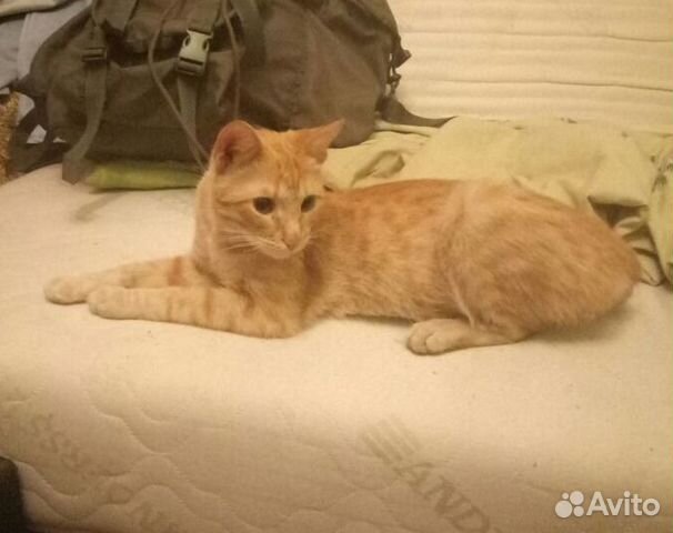 Солнечный рыжий, чудесный котенок Любый