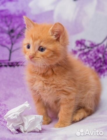 Котята Рыжие Крошки с ладошку в дар в добрые руки