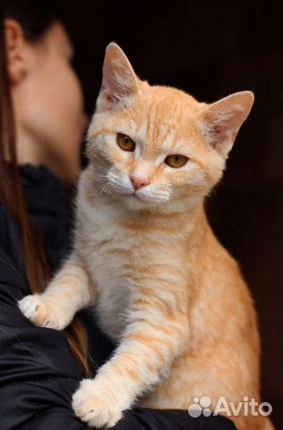 Рыжая прелесть - котенок Опал в хорошие руки