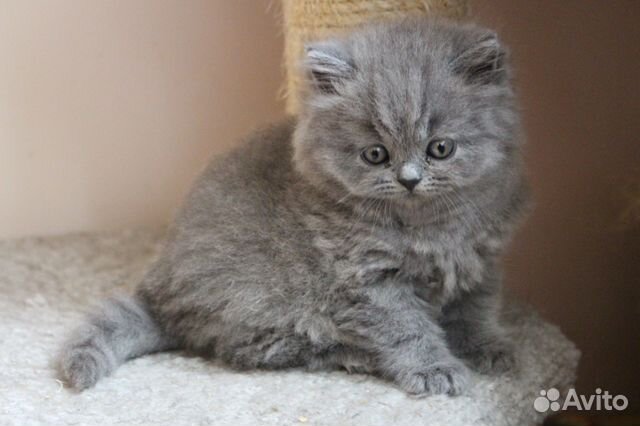 Пушистые как персы. Британские длинношер