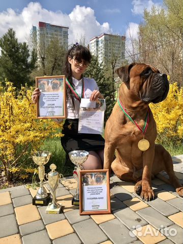 Бульмастиф кобель Вязка