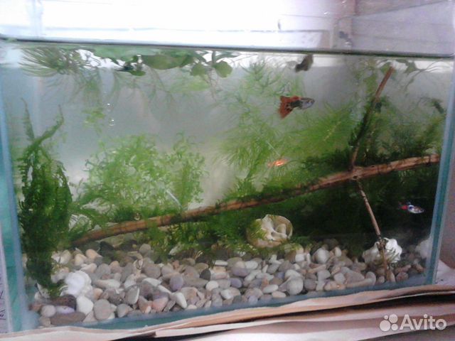 Аквариум 3л с рыбками