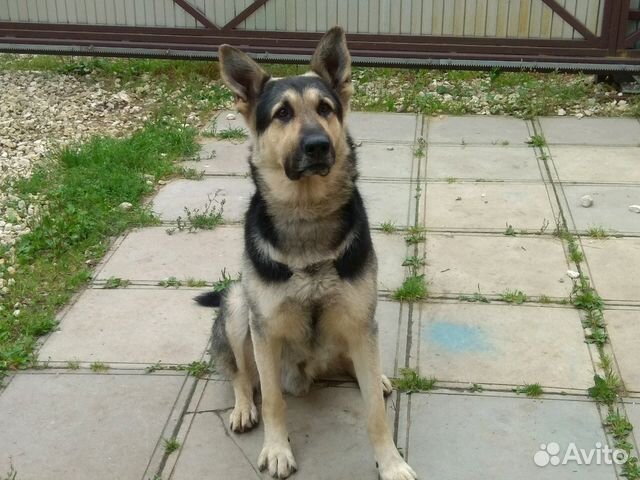 Кабель вео для вязки. На фото его детки