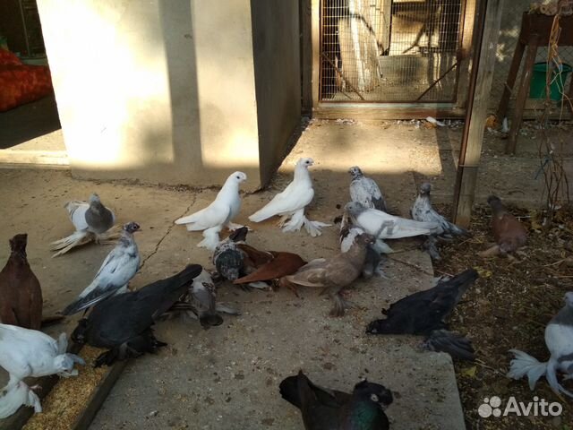 Продам узбекских голубей