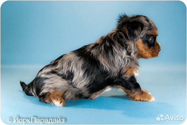 Мальчики окраса блю мерле