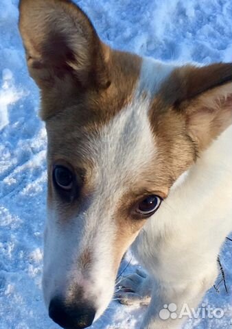 Молодая собачка - девочка ищет заботливых хозяев