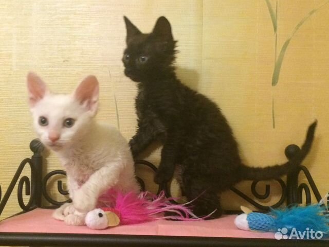 Кудряшки-Симпотяшки) Радость общения без аллергии