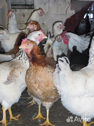 Яйцо инкубационное (Ломоносов / автово)