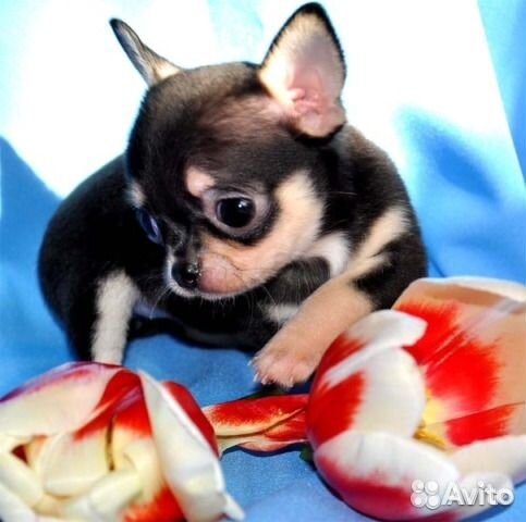 Чихуахуа мини