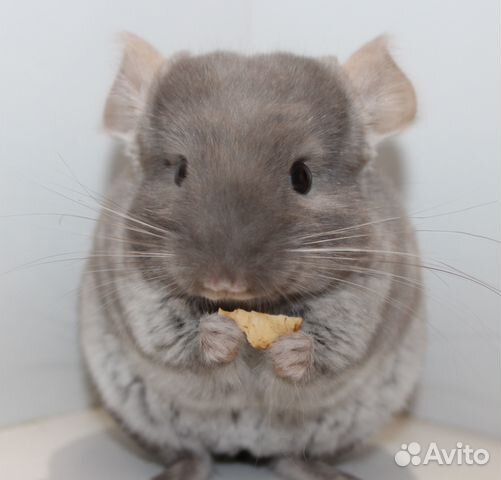 Шиншилла Коричневый бархат девочка