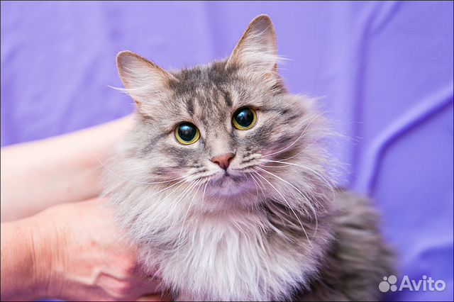 Кошки, котята