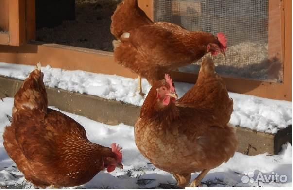 Куры молодки