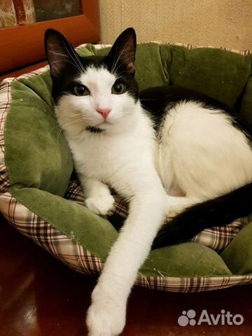 Котенок черно-белый Феня кастрат привит 1год