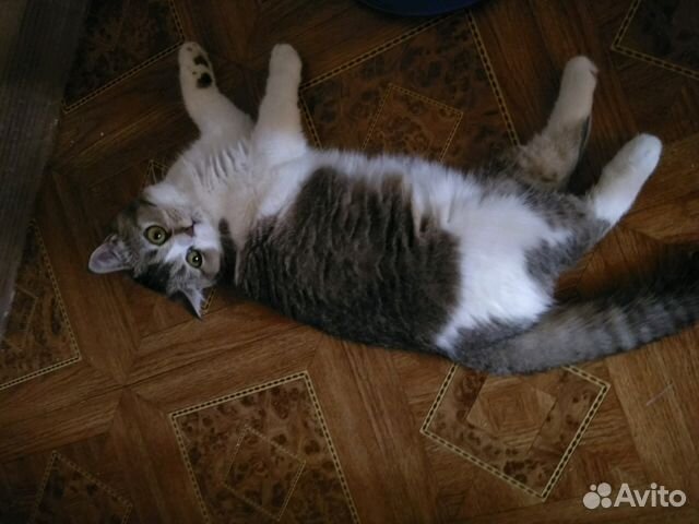 Ласковая британочка