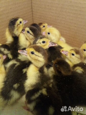 Цыплята инди-утки мясной породы