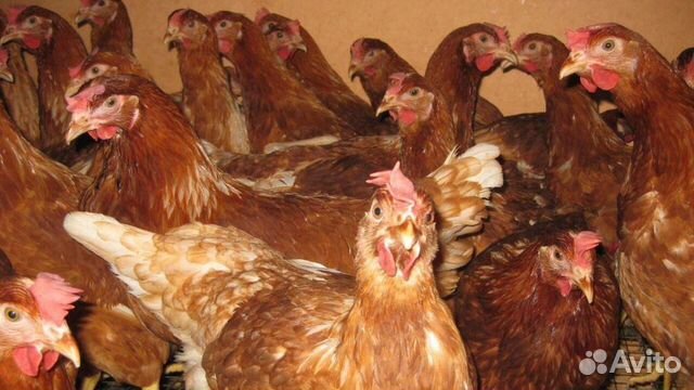 Куры-несушки красные и белые