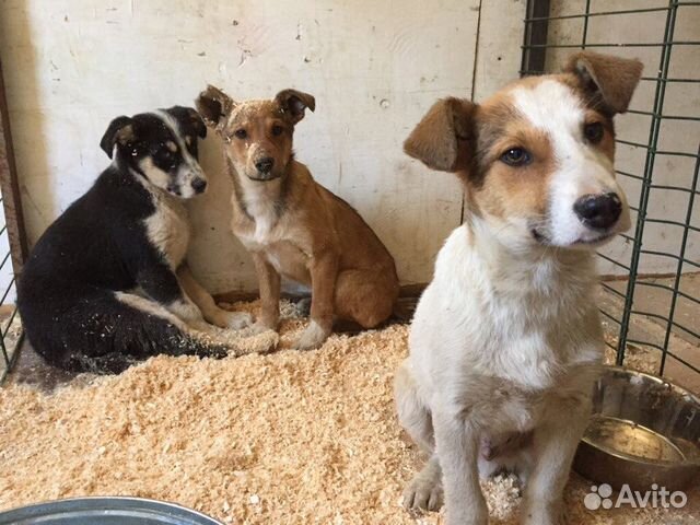 Щенки попали в отлов