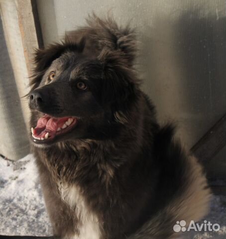 А вы знаете-черные собаки самые практичные