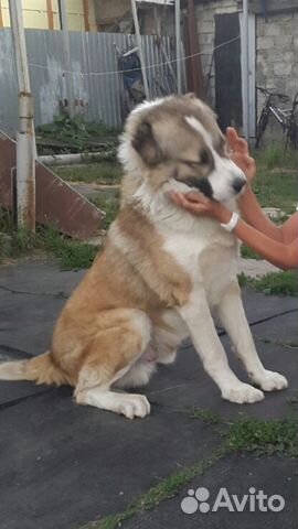 Алабай