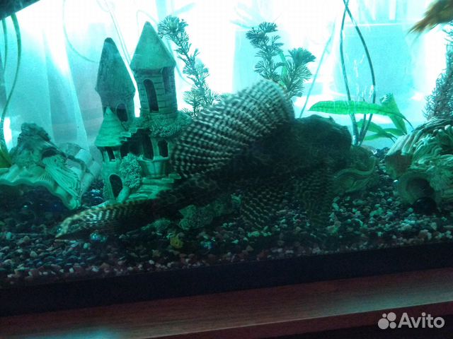 Сом парчевый