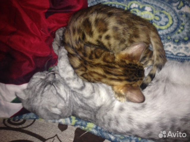 Неугомонная