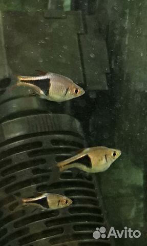 Аквариумная рыбка - разбора