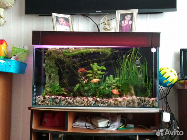 Аквариум с рыбками