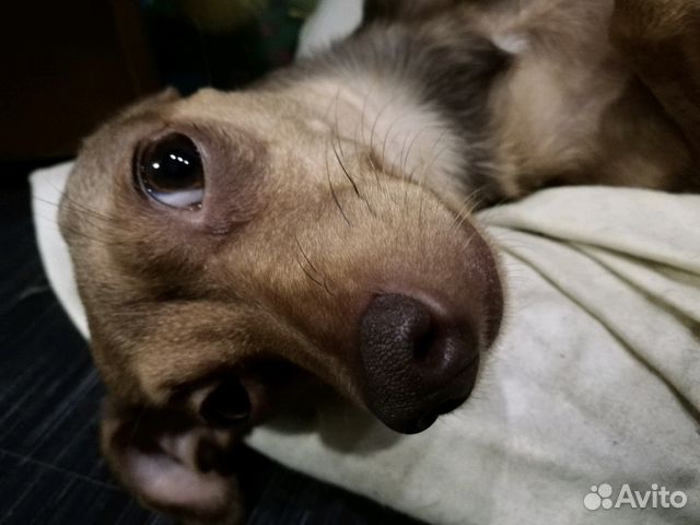 Ищем даму сердца