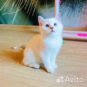 Клубный котенок кошечка Missouri