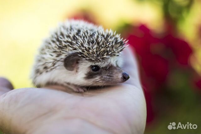 Топ-Топ карликовый африканский ежик ручной