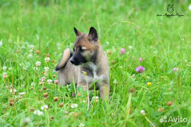 Щенки западносибирской лайки от рабочих собак
