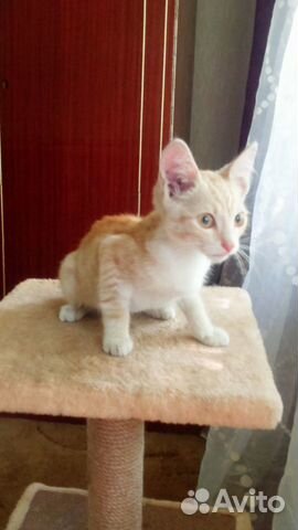 Котёнок, рыжик, с чудесным характером