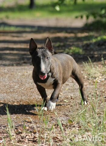 Мини мини девочка ) PLL -clear