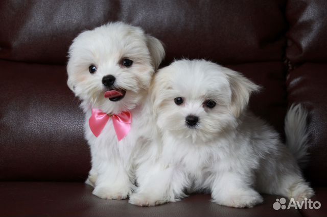 Белые и пушистные мини малыши Мальтезе