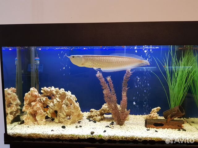 Арована серебряная