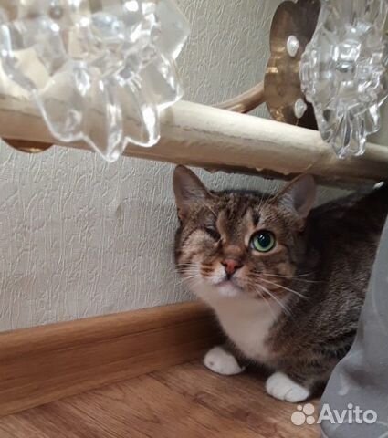 Кошечка Кари в добрые руки