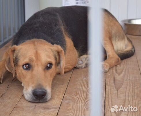 Пёс из приюта ищет дом