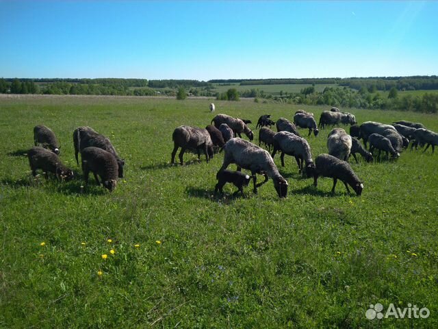 Романовские овцы