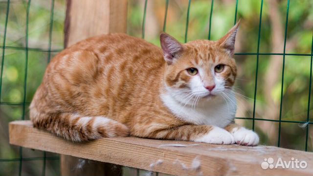 Шикарный рыжий кот Перчик