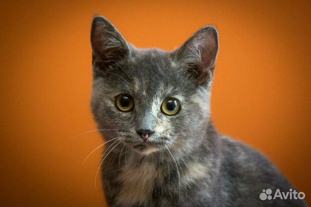 Котёнок девочка Арья 5 месяцев в добрые руки