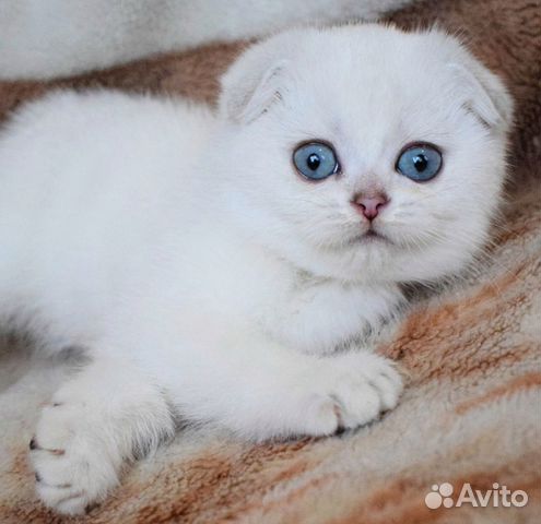 Элитные голубоглазые шиншиллы