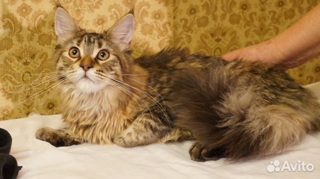 Котенок Мейн-куненок