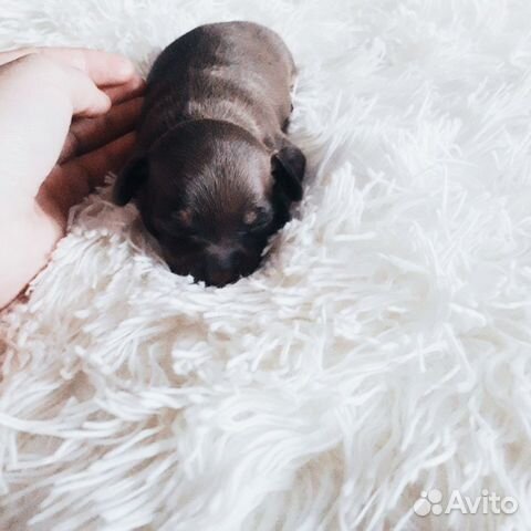 Шоколадный миник