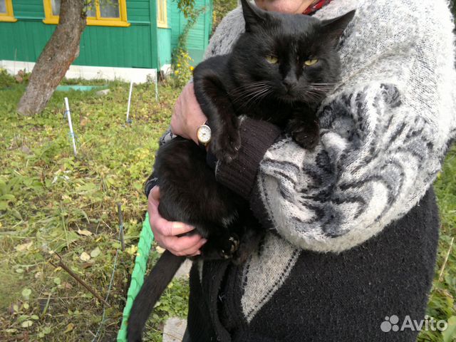 Черный кот Чернуша замерзает на дачных. участках