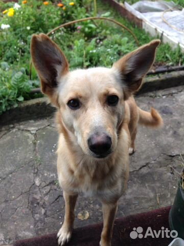 Дашка (молодая собачка)