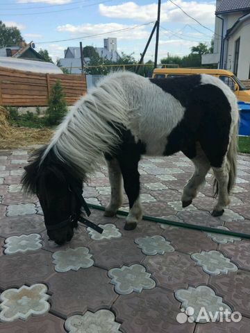Лошадь