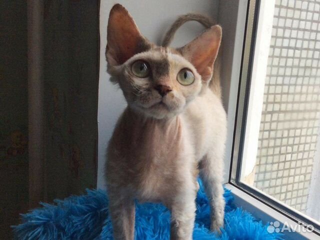 Шоколадная черепашка арлекин