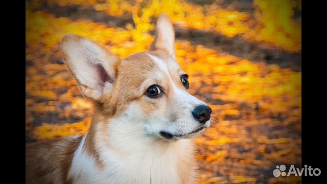 Породный щенок вельш корги пемброк, девочка, пять